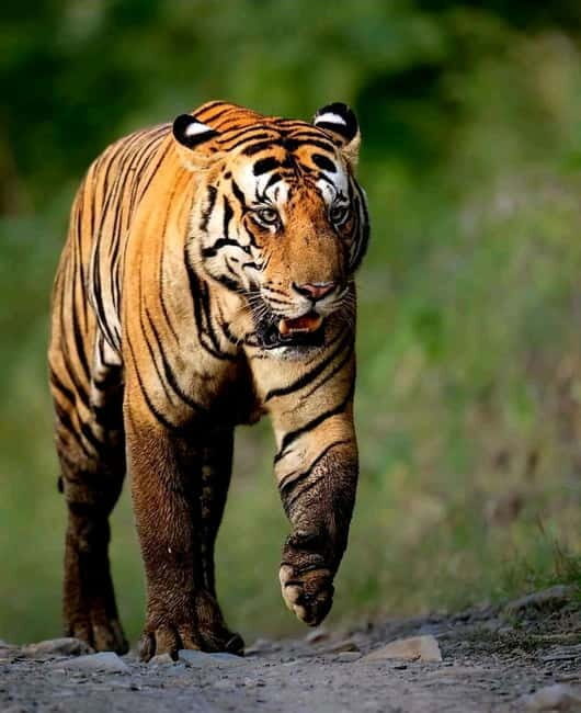Sariska Tiger Reserve: Gypsy & Canter jungle Safari Transfer - Visiting Historic Sites During the Safari