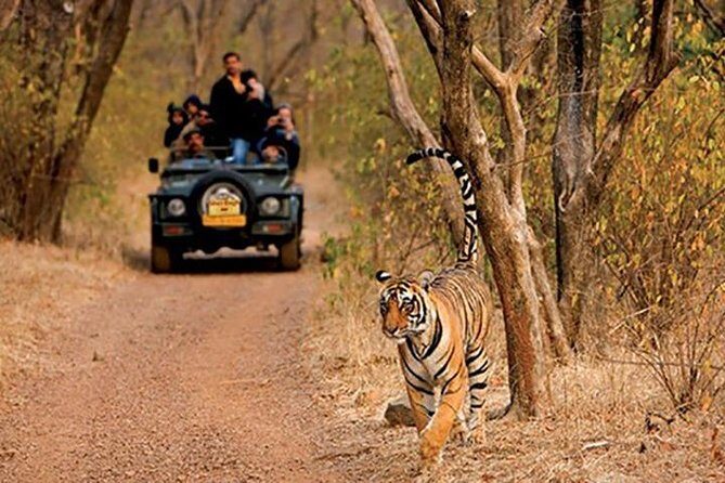 Sariska Tiger Reserve Safari Tickets (Skip The Line) - Key Points