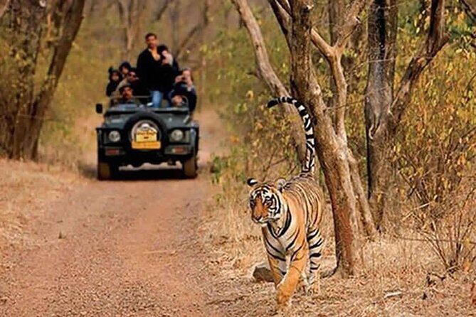 Sariska Tiger Reserve Safari Tickets (Skip The Line) - Practical Tips for Your Safari