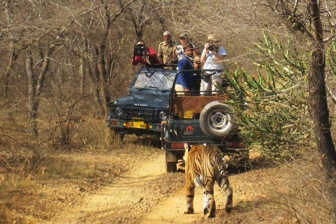 Sariska Tiger Reserve Safari Tickets (Skip The Line) - Final Thoughts