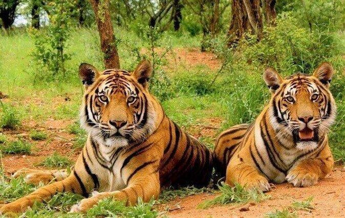 Sariska Tiger Reserve Safari tour from Jaipur - Key Points