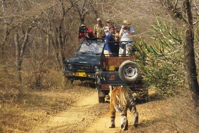 Sariska Tiger Reserve Safari tour from Jaipur - FAQs