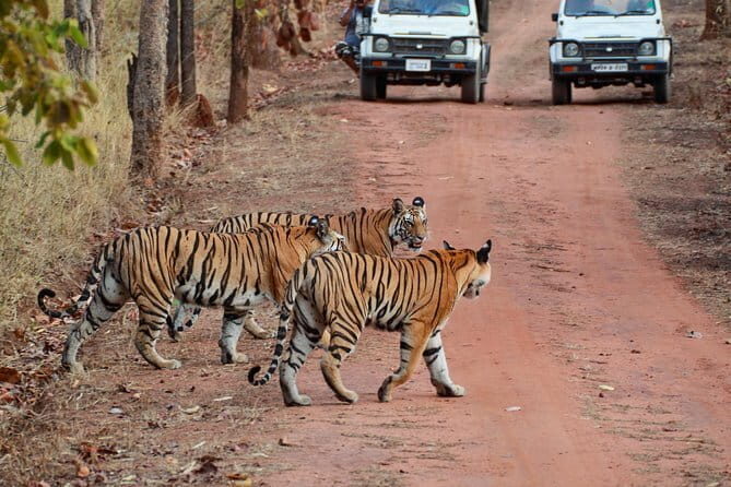Sariska Tiger Reserve Tour Of India - FAQ