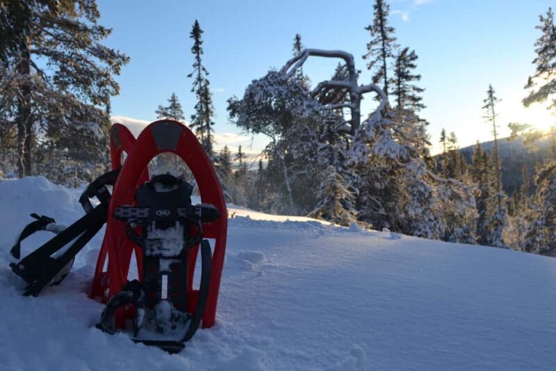 Särna: Fulufjället National Park Guided Hike with Lunch - Why This Tour Stands Out