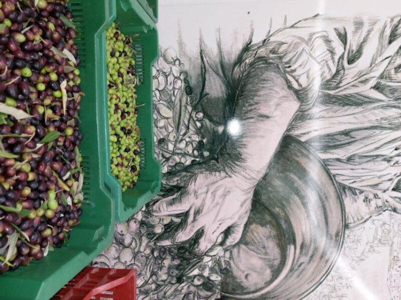 Sarteano: visit to the mill and oil tasting - Key Points