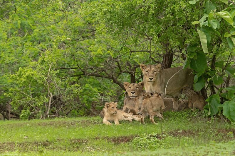 Sasan Gir: Devalia Park Safari with Skip-the-Line Access - Introduction and What Makes the Tour Stand Out