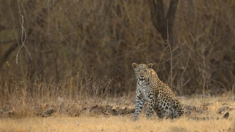 Sasan Gir: Devalia Park Safari with Skip-the-Line Access - FAQ