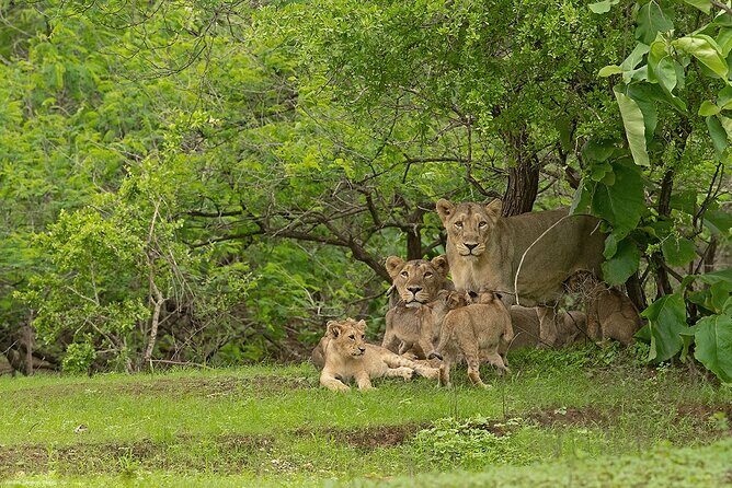 Sasan Gir Skip-the-Line Weekend Tour Package for 1 Night / 2 Days - Introduction: An Authentic Glimpse of Girs Wilderness