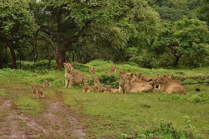 Sasan Gir Skip-the-Line Weekend Tour Package for 1 Night / 2 Days - Key Points