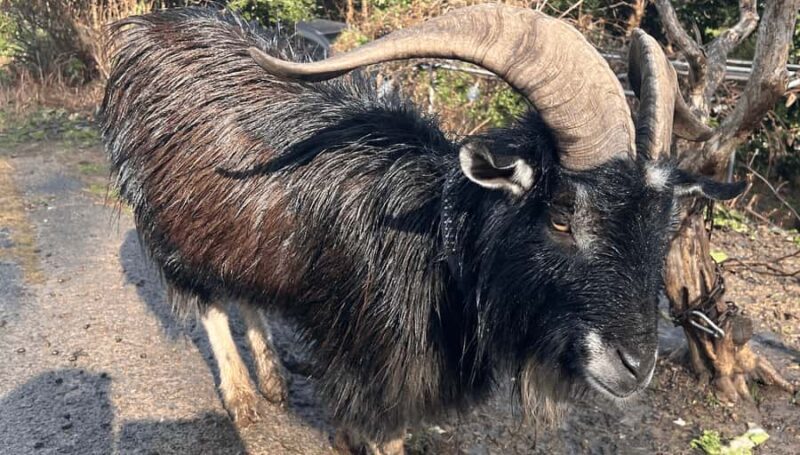 Sasebo: Farmhouse Visit with Goats, Tea, and Lunch - Key Points