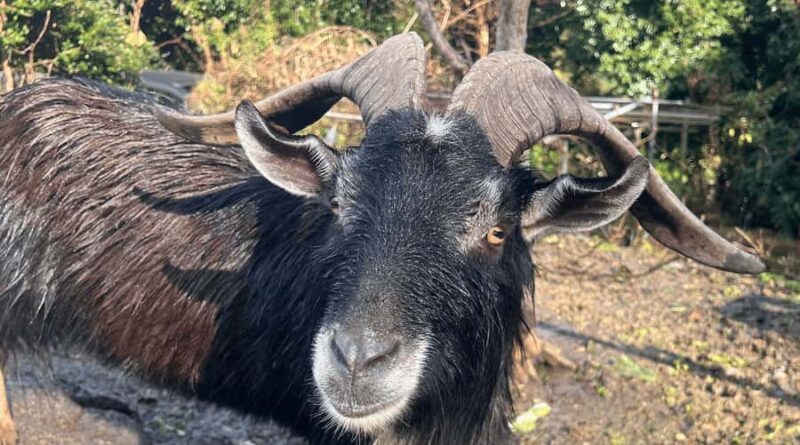 Sasebo: Farmhouse Visit with Goats, Tea, and Lunch - Watching Goats in the Countryside