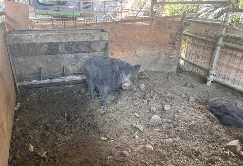 Sasebo: Farmhouse Visit with Goats, Tea, and Lunch - Tea Time with a View