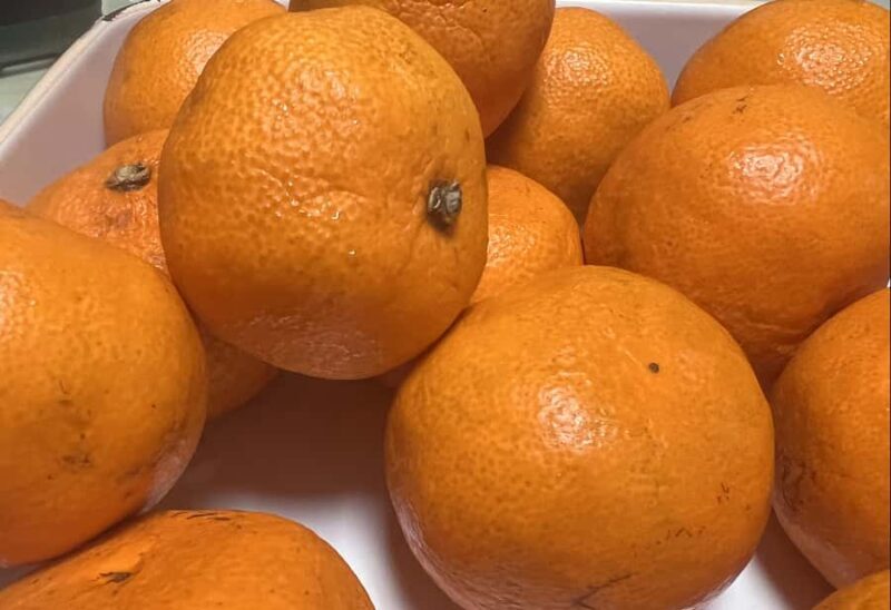 Sasebo: Farmhouse Visit with Goats, Tea, and Lunch - Rest and Leisure