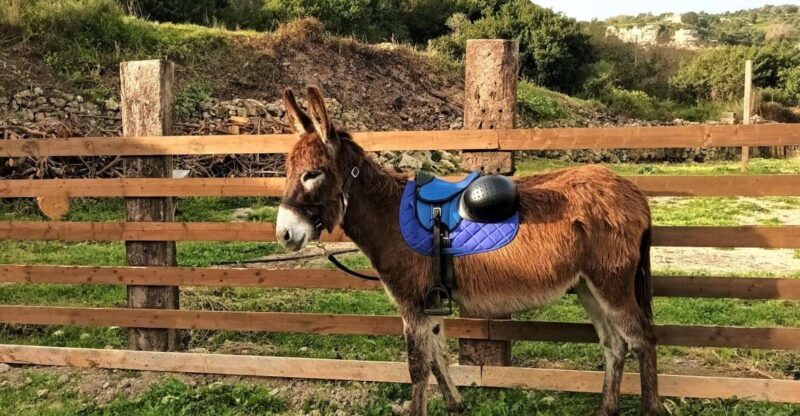 Sassari: hiking with donkeys in Cargeghe and aperitif - An Authentic Day in Cargeghe: What to Expect