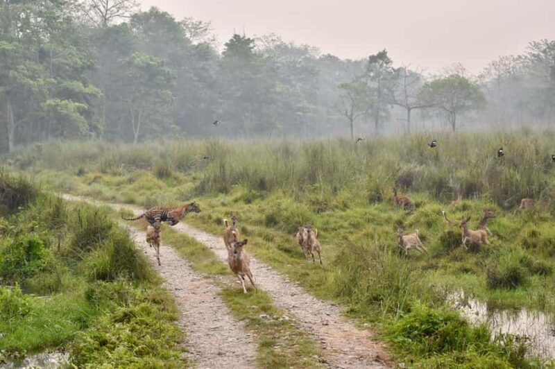 Sauraha: Jungle Walk with Local Guide in Bufferzone - What to Expect During Your Jungle Walk