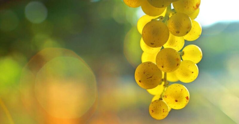 Sauternes : Sweet wine from Bordeaux - An Honest Look at the Tour Experience