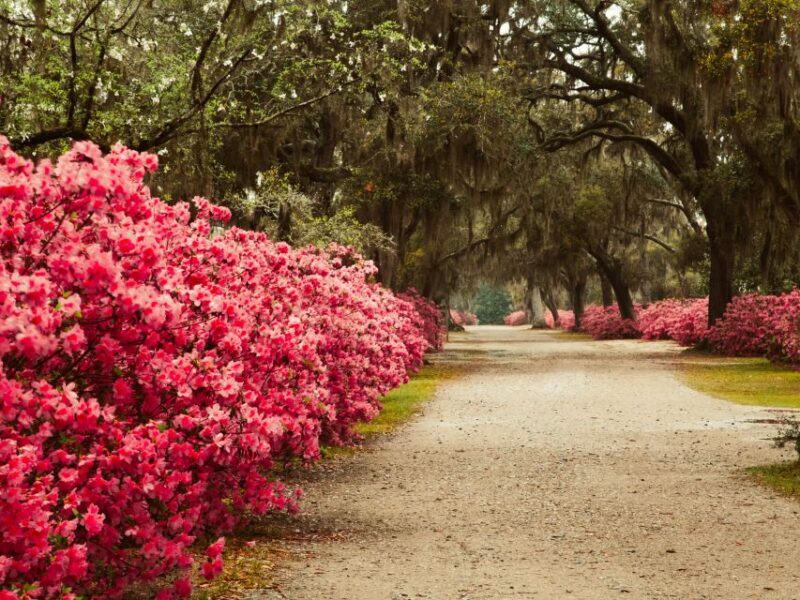 Savannah: Bonaventure Cemetery Tour - FAQ
