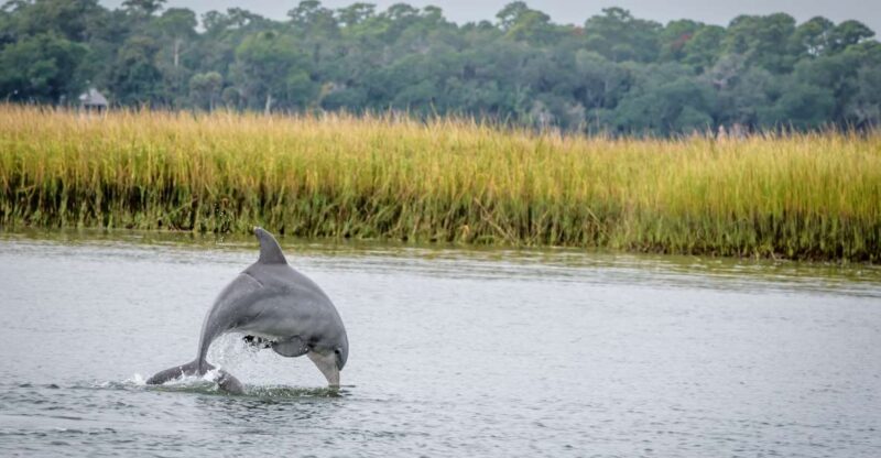 Savannah: Dolphin Spotting and Wildlife Eco Cruise - Savannah: Dolphin Spotting and Wildlife Eco Cruise — An Authentic Coastal Adventure