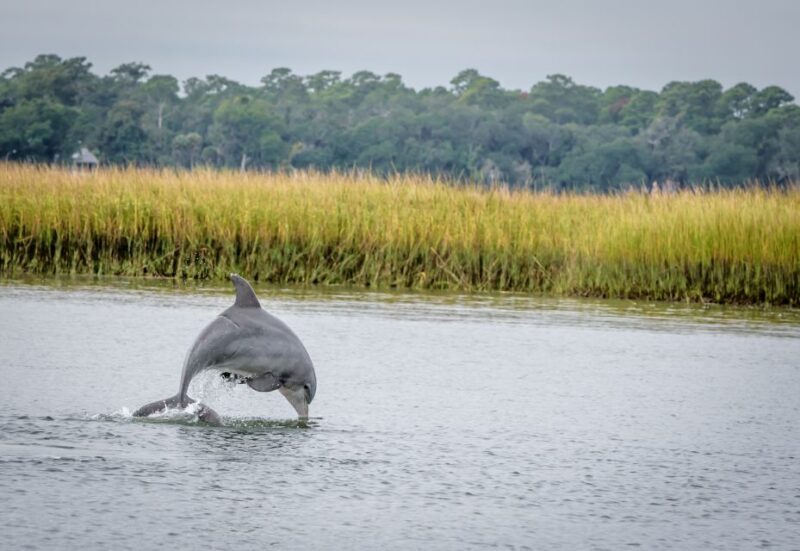 Savannah: Dolphin Spotting and Wildlife Eco Cruise - The Value of the Tour