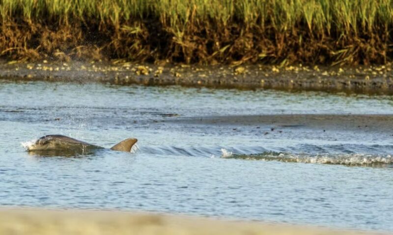 Savannah: Sunset Dolphin Watching Eco Tour by Boat - A Detailed Look at the Experience
