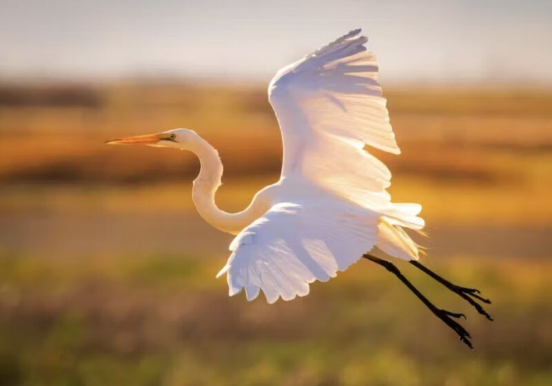 Savannah: Sunset Dolphin Watching Eco Tour by Boat - FAQ