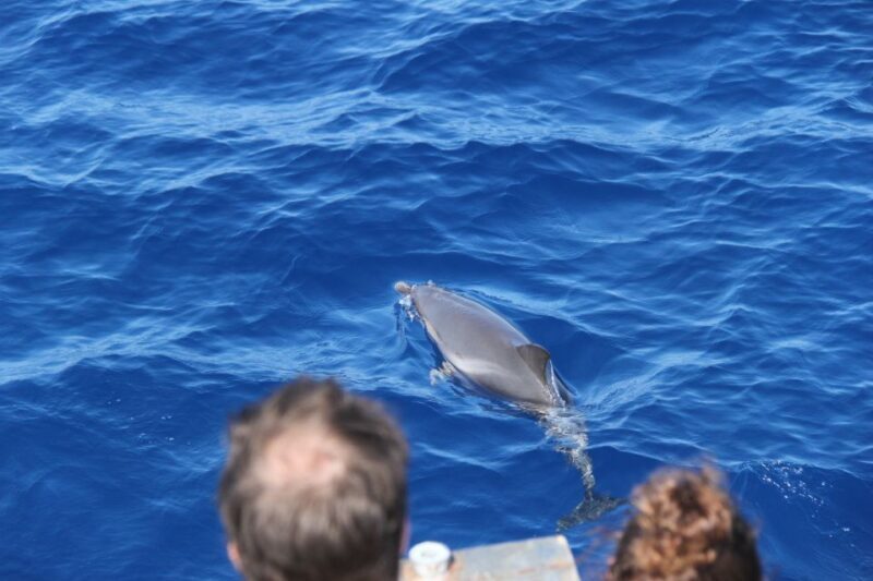 Savona: Exclusive nature cruise to the Pelagos Sanctuary - Key Points