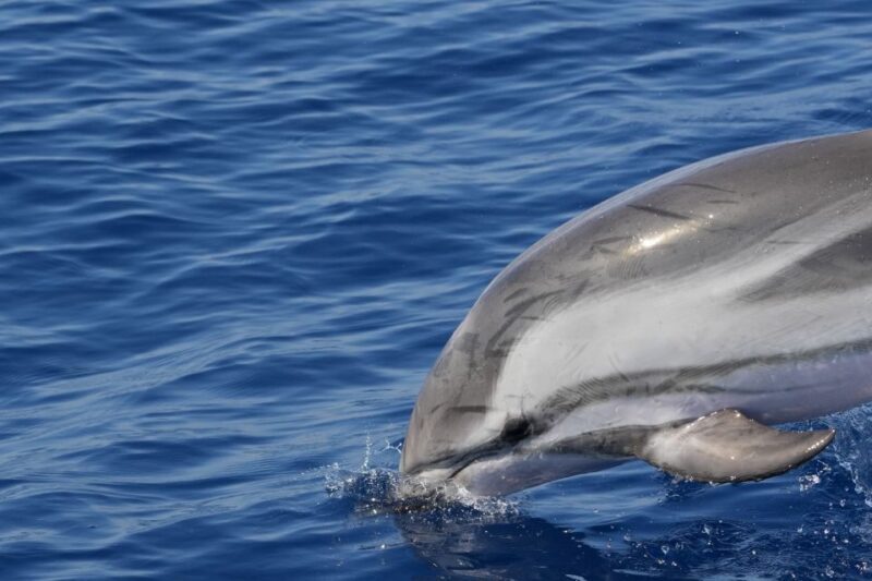 Savona: Exclusive nature cruise to the Pelagos Sanctuary - Final Thoughts