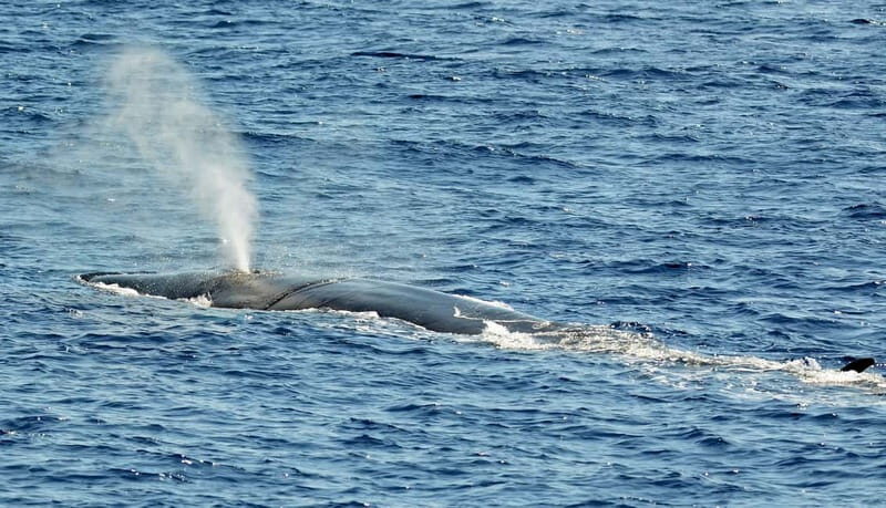 Savona: Pelagos Sanctuary Guided Cetacean Watching Tour - Key Points