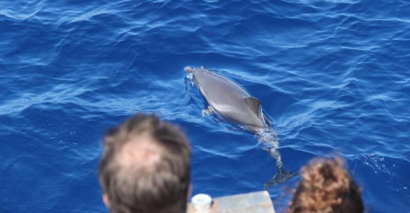 Savona: Pelagos Sanctuary Wildlife Cruise with Guide - A Closer Look at the Experience