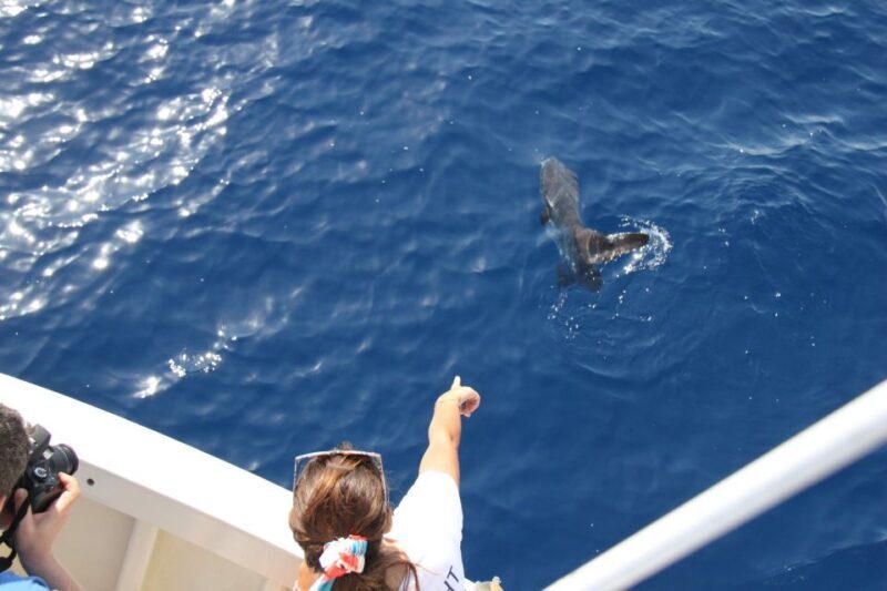 Savona: Pelagos Sanctuary Wildlife Cruise with Guide - FAQ