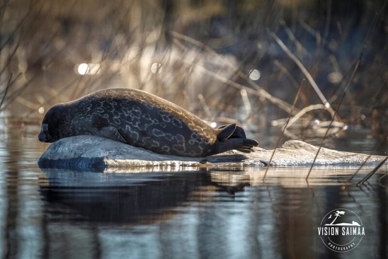 Savonlinna: Evening Photography Tour on lake Saimaa - Key Points