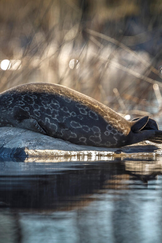Savonlinna: Evening Photography Tour on lake Saimaa - Final Thoughts