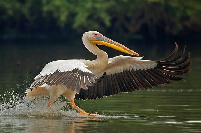 Sawai Madhopur: Private Chambal Crocodile Safari All-Inclusive - Authentic Experience Driven by Guided Expertise