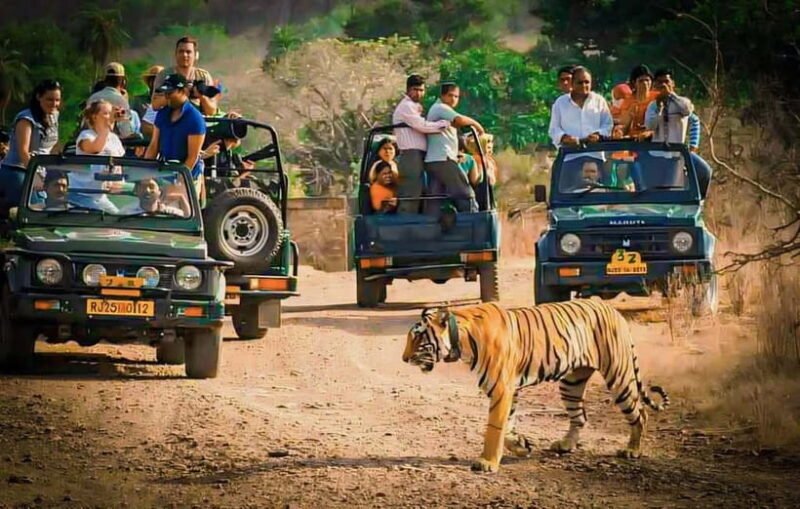 Sawai Madhopur: Ranthambore National Park Guided Jeep Safari - Key Points