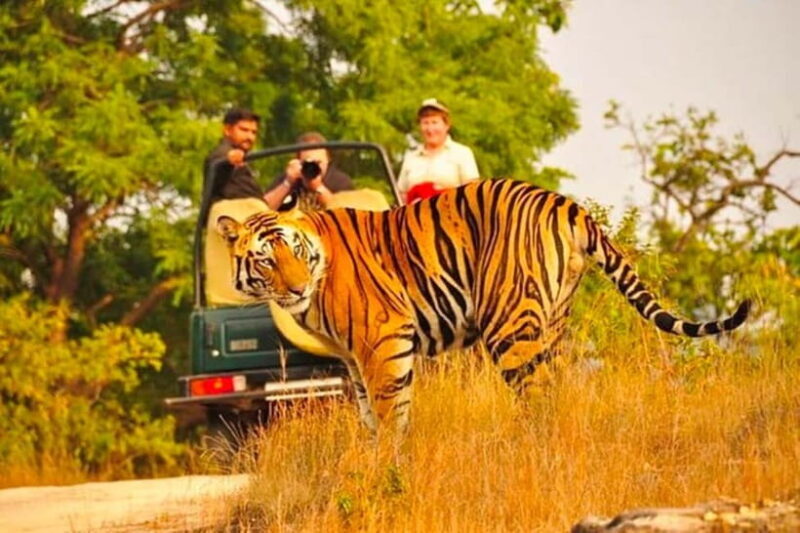 Sawai Madhopur: Ranthambore National Park Guided Jeep Safari - An Authentic Wildlife Experience in Ranthambore