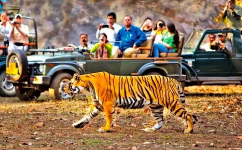 Sawai Madhopur: Ranthambore National Park Guided Jeep Safari - Value for Money and Practical Considerations