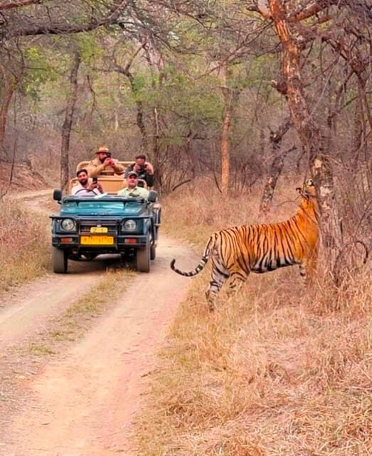 Sawai Madhopur: Ranthambore National Park Guided Jeep Safari - The Review from Travelers: What Works and What Doesn’t