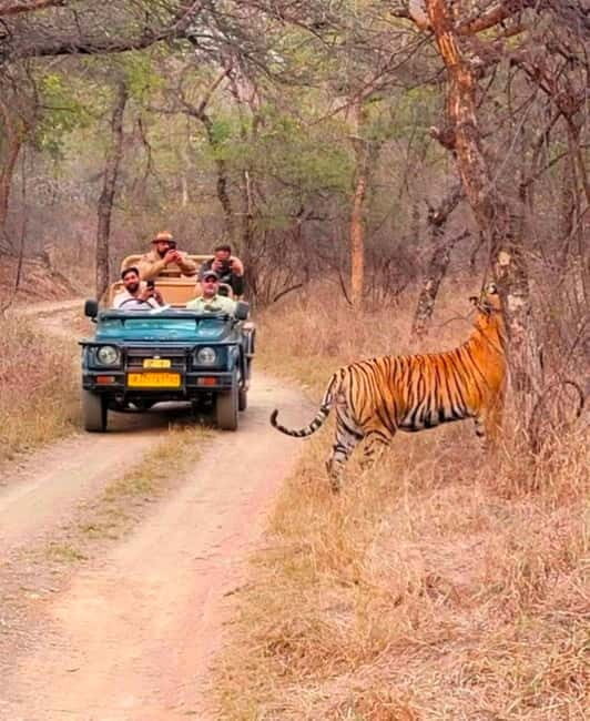 Sawai Madhopur: Ranthambore National Park Guided Jeep Safari - Final Thoughts