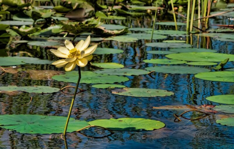 Sawgrass Park: Private 1-Hour Airboat Adventure Tour - The Review from Visitors: Authentic Perspectives