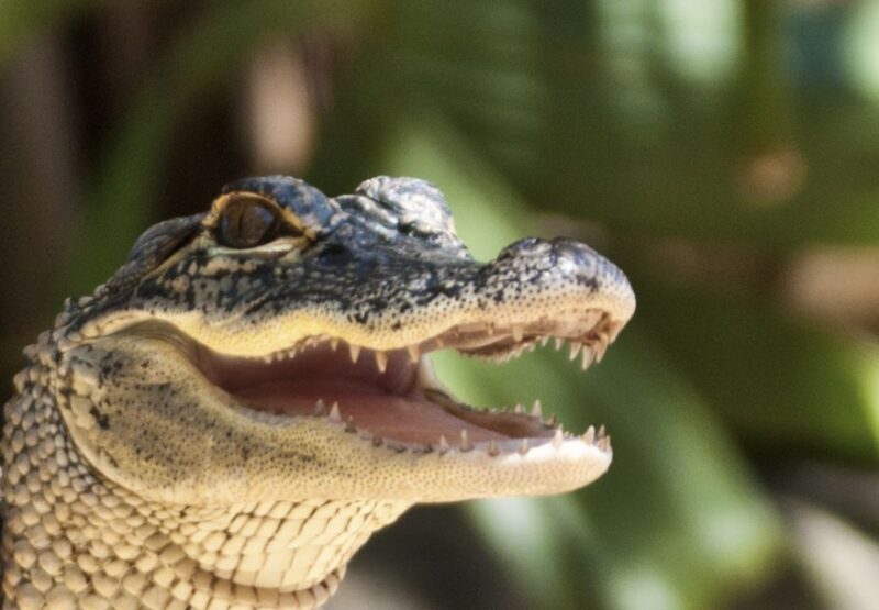 Sawgrass Park: Private 1-Hour Airboat Adventure Tour - Final Thoughts: Who Should Consider This Tour?