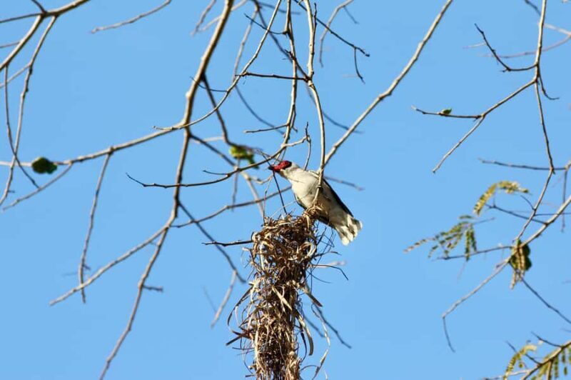 Sayulita: Rancho Verde Birdwatching Tour for Beginners - Key Points