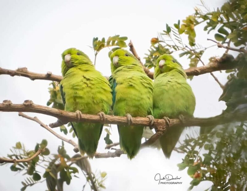 Sayulita: Rancho Verde Birdwatching Tour for Beginners - Final Thoughts