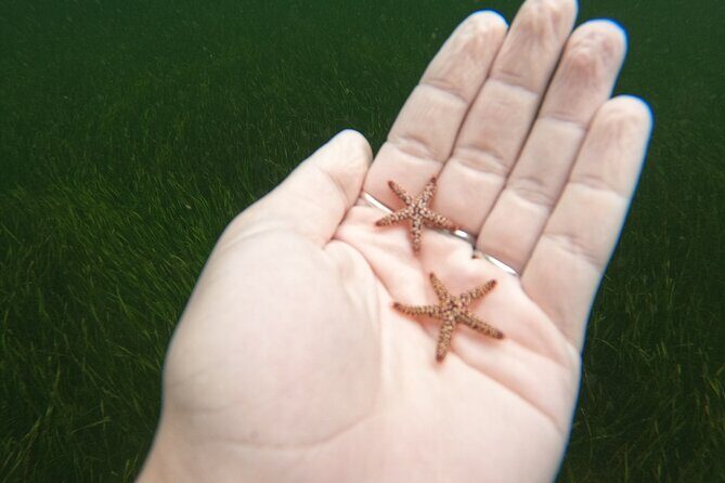 Scalloping Charters - Practical Tips for Participants