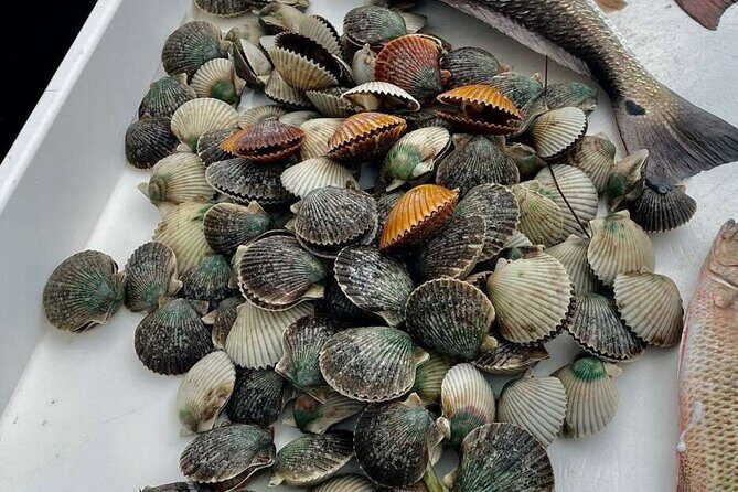 Scalloping Charters - Who Will Love This Tour?