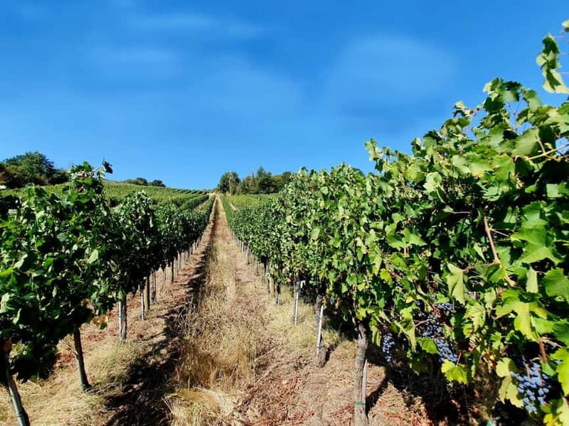 Scandicci: Bellavista Wine Tasting Experience - The Sum Up