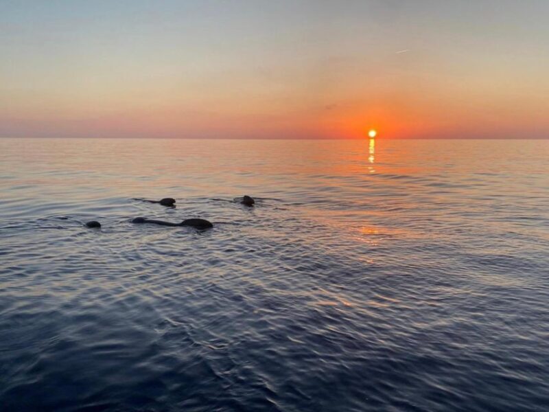 Scandola & Girolata return at sunset - Who Should Consider This Tour?