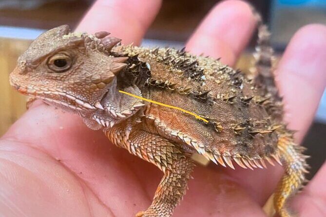 Scenic Cable Car Ride to the Citys Hidden Volcano - FAQs