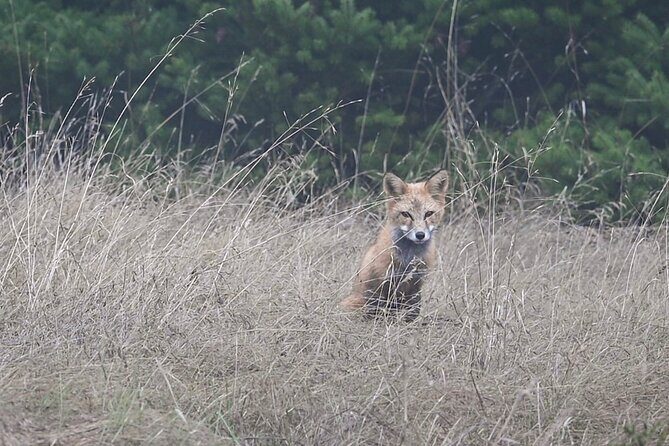 Scenic Coast and Wildlife Tour - FAQ