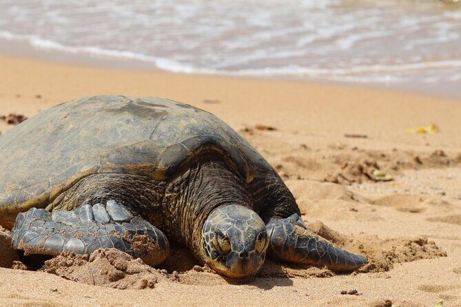 Scenic full day circle island tour-snorkeling/breakfast included - Final Thoughts