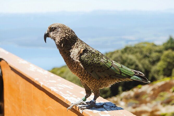 Scenic Helicopter & Kepler Guided Hike from Te Anau with Lunch - The Sum Up